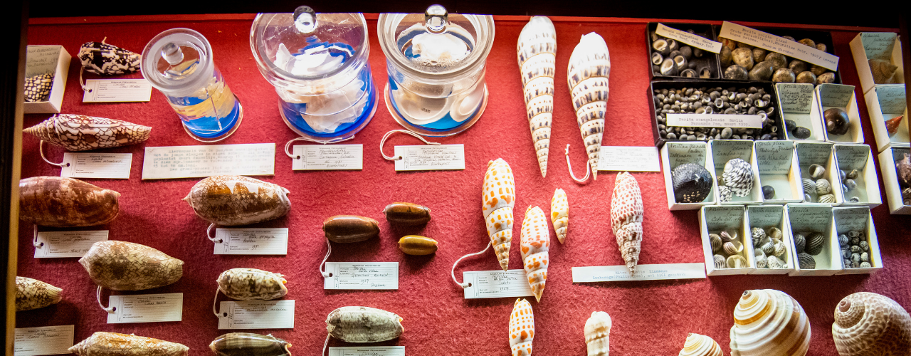 Zelfscan Digitaal Erfgoed — Platform Drentse Musea
